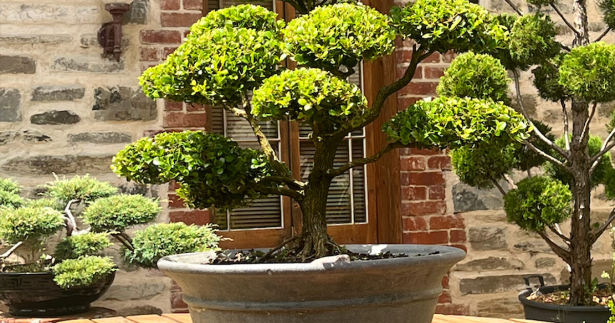 Open Gardens SA | Learn how to cloud-prune