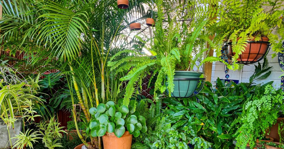 Open Gardens SA | Anna's Garden