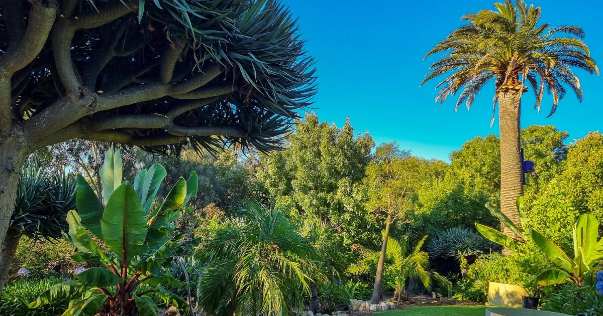 Open Gardens SA | Rob’s Rescue and Replant