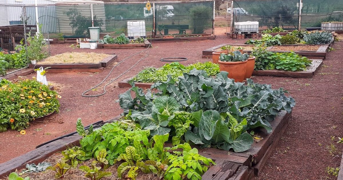 Open Gardens SA | Iron Knob Community Garden