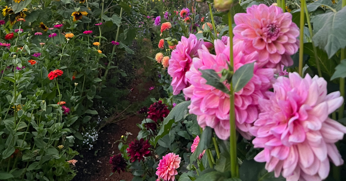 Open Gardens SA | The Team